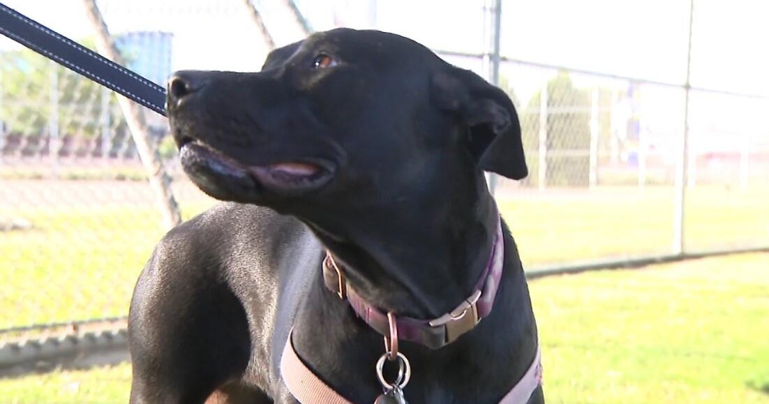 Chicago alderman proposes ordinance to allow dogs in restaurants - CBS ...