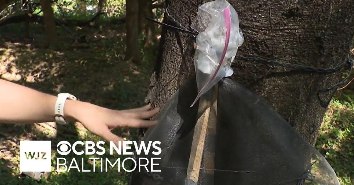 Baltimore Forester explains the spotted lanternfly circle trap - CBS ...