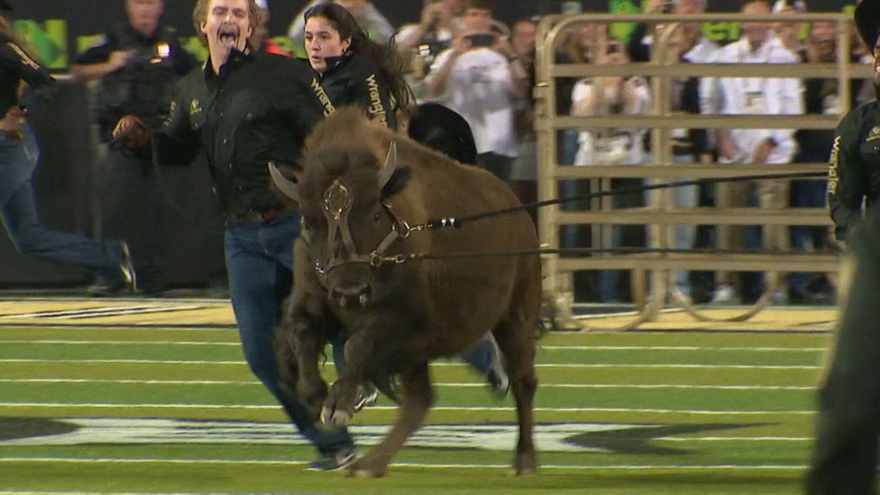 Colorado Buffaloes, fans celebrate Ralphie VII's first run at Folsom ...