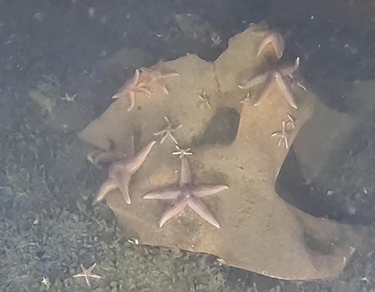 Submersible discovers unexploded Nazi bombs teeming with marine life ...