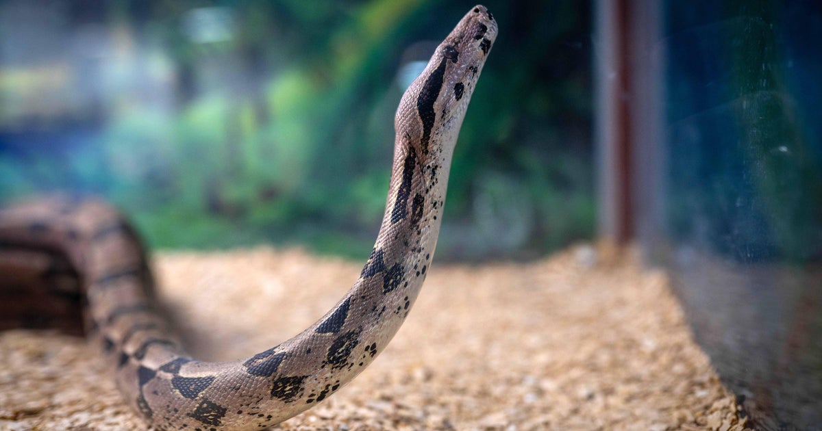 North Texas high school teacher fed live "ailing" kitten to classroom ...
