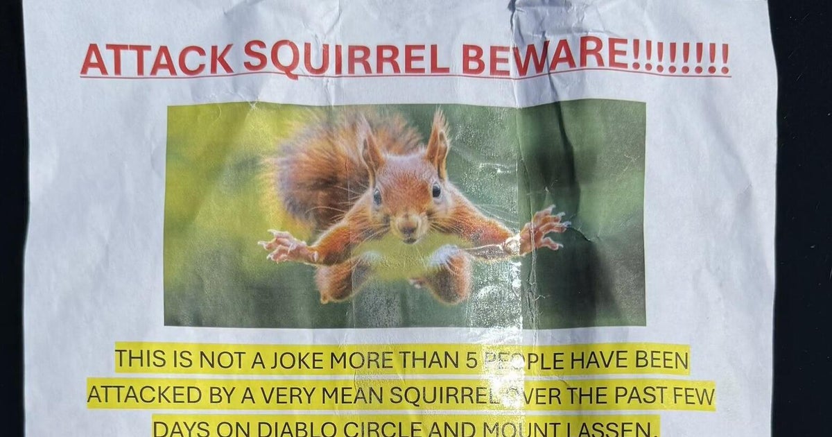 "Attack squirrel" in San Rafael neighborhood blamed for sending ...