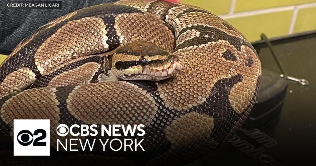 1 python recovered, 2 still missing in Forest Park, Queens - CBS New York