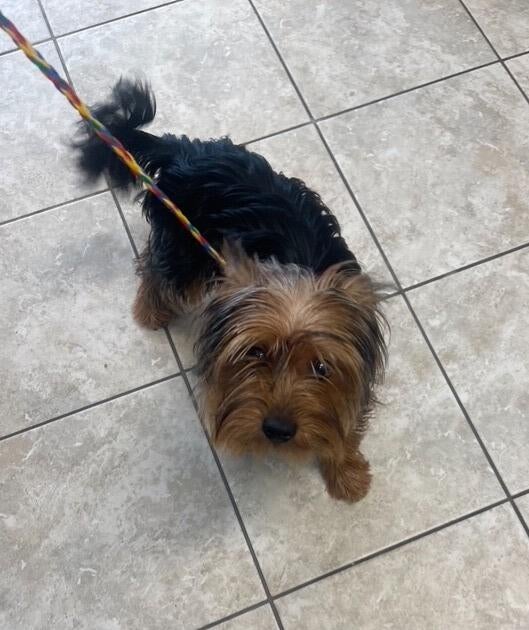 Couple's story about dog abandoned with "free" sign in Massachusetts ...