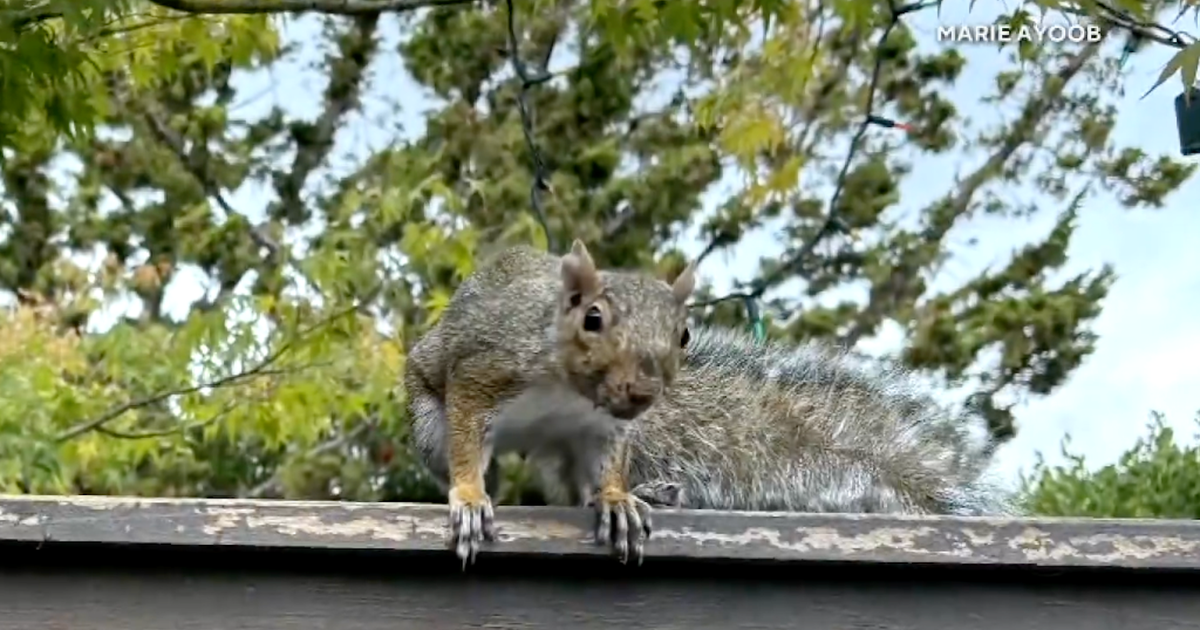 "This is not a joke": California neighbors contend with aggressive ...