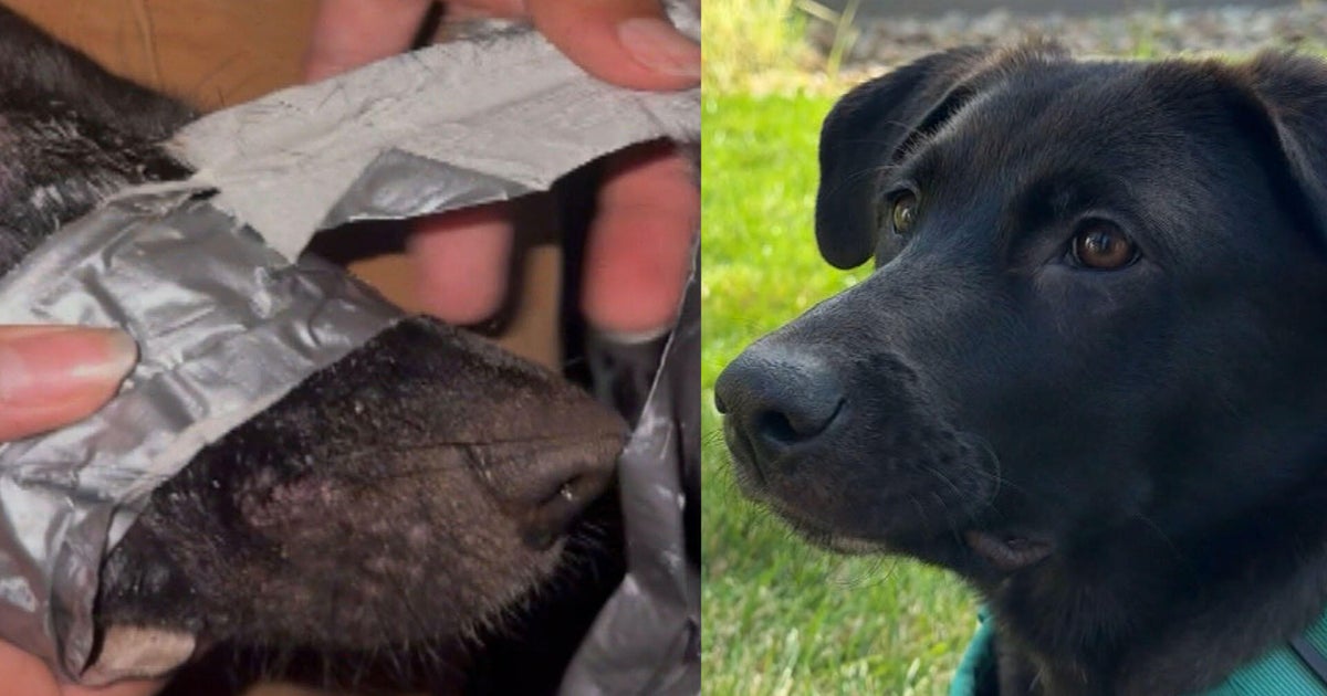 Colorado couple finds and adopts abused puppy who had duct tape around ...