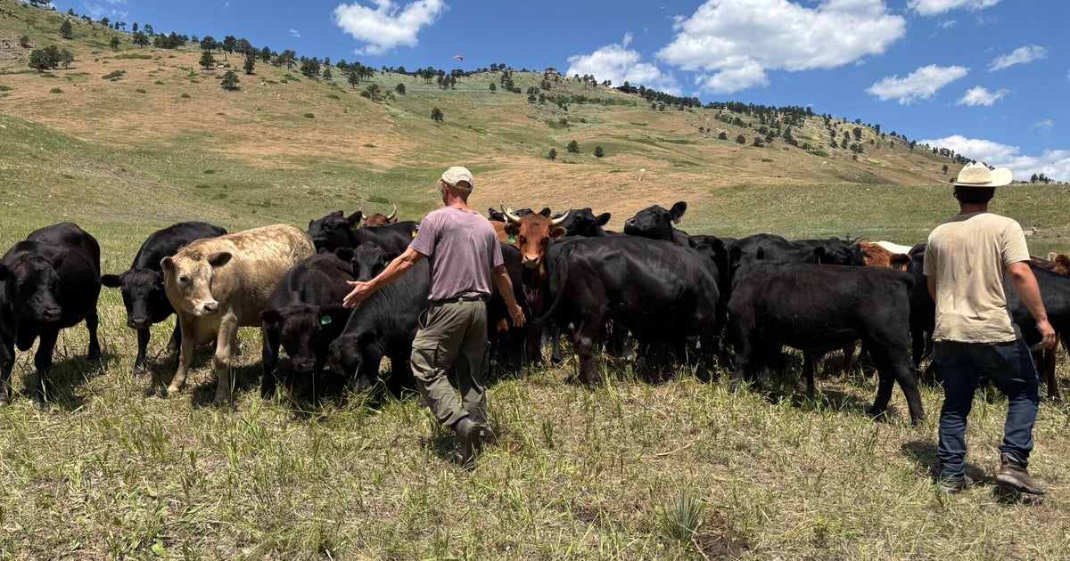 This city in Colorado is using grazing cattle to help prevent wildfires ...