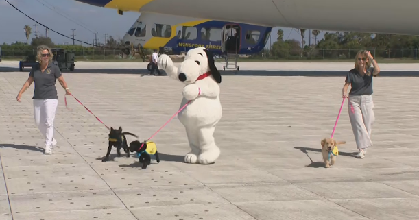 Snoopy and the Goodyear Blimp deliver future service dogs to their ...