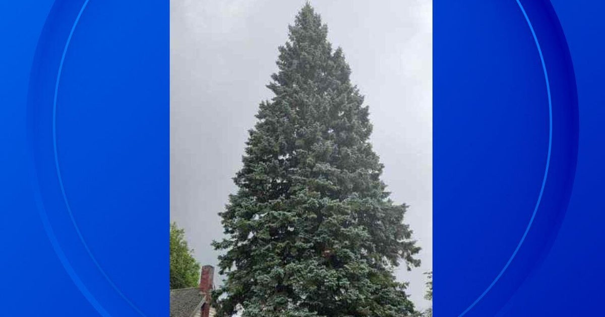 State of Michigan's official Christmas tree to come from Sault Ste ...