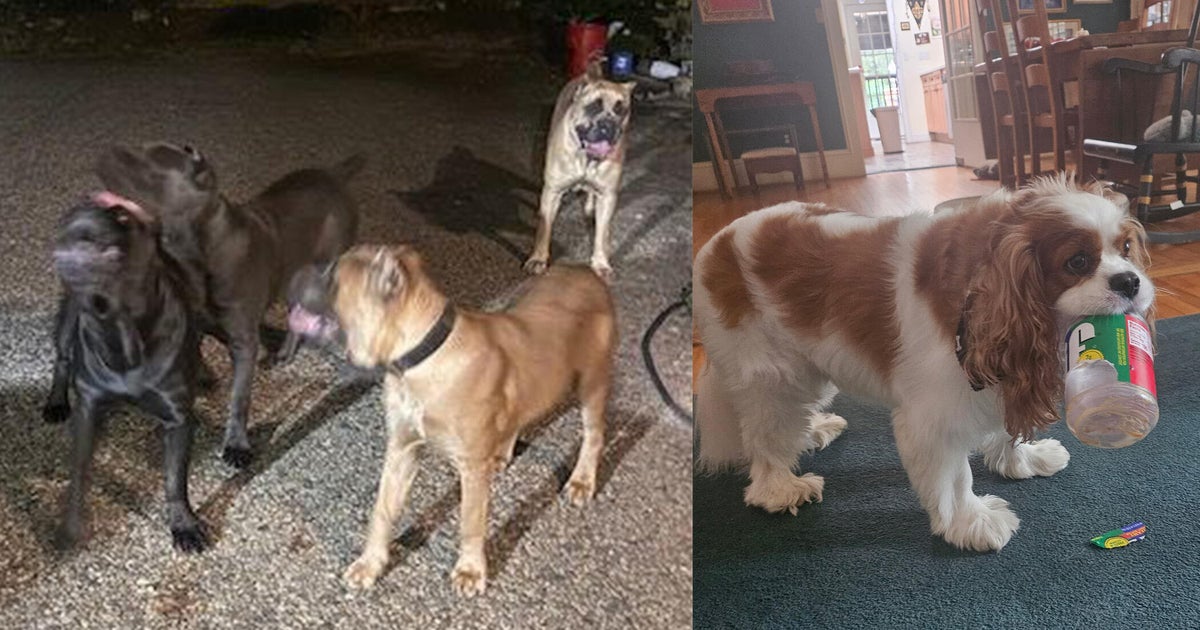 Doorbell video shows moments before Tyrese Gibson's dogs fatally attack neighbor's pet in ...