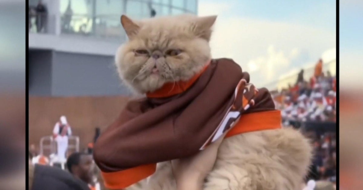 Pudge the cat steals the show at Bowling Green football games - CBS News