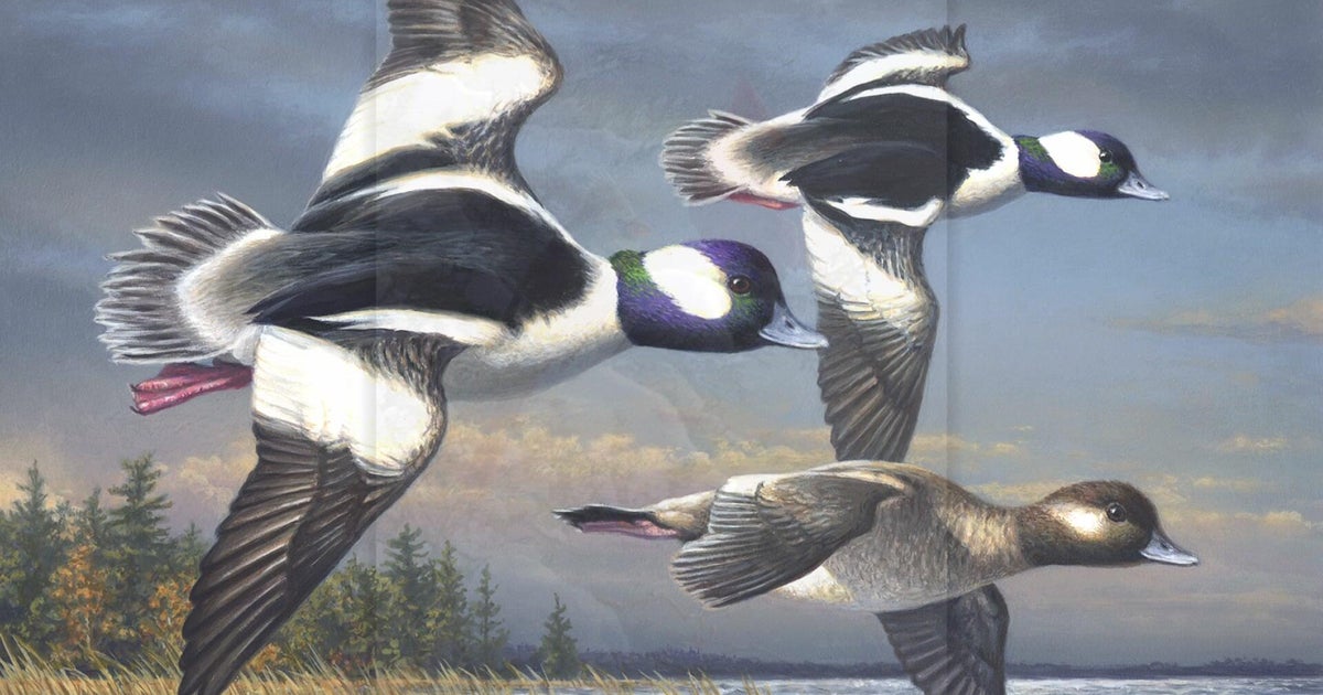 Minnesota artist Jim Hautman wins Federal Duck Stamp Contest for ...