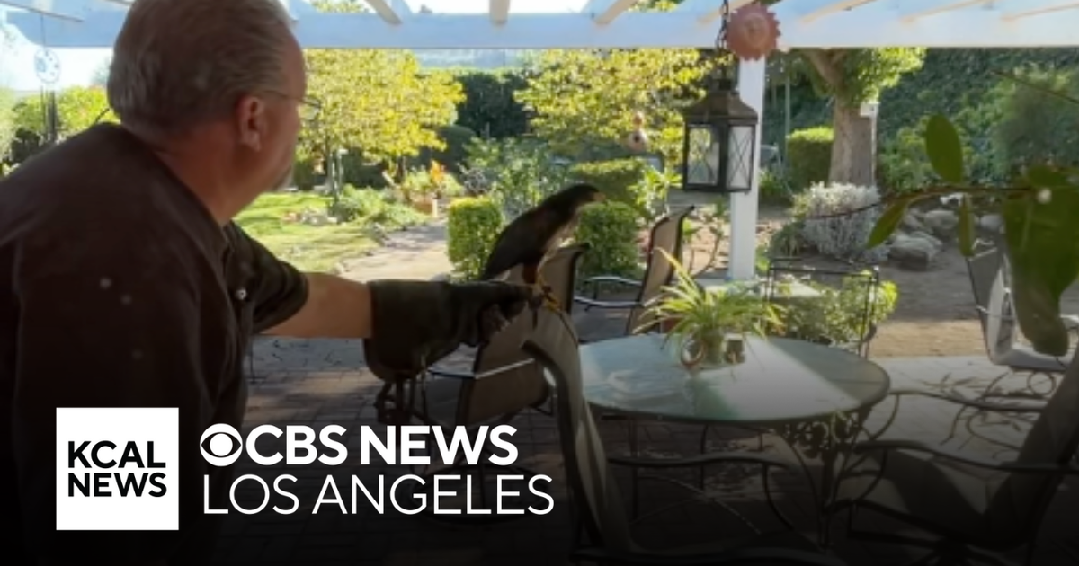 One of two hawks stolen from SoFi Stadium found safely - CBS Los Angeles