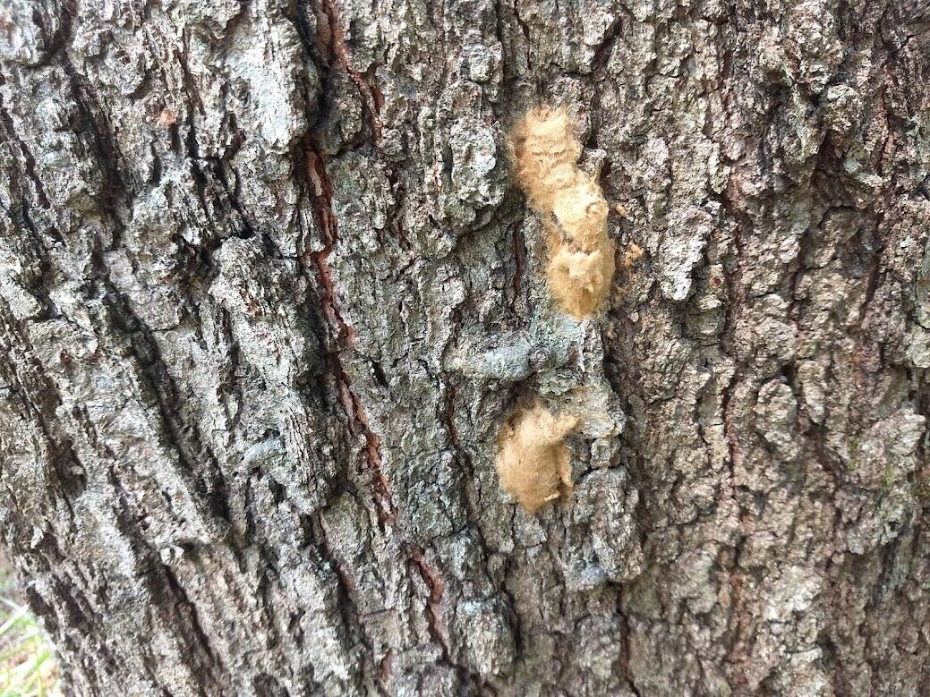 Southeast Michigan residents asked to be on the lookout for signs of ...