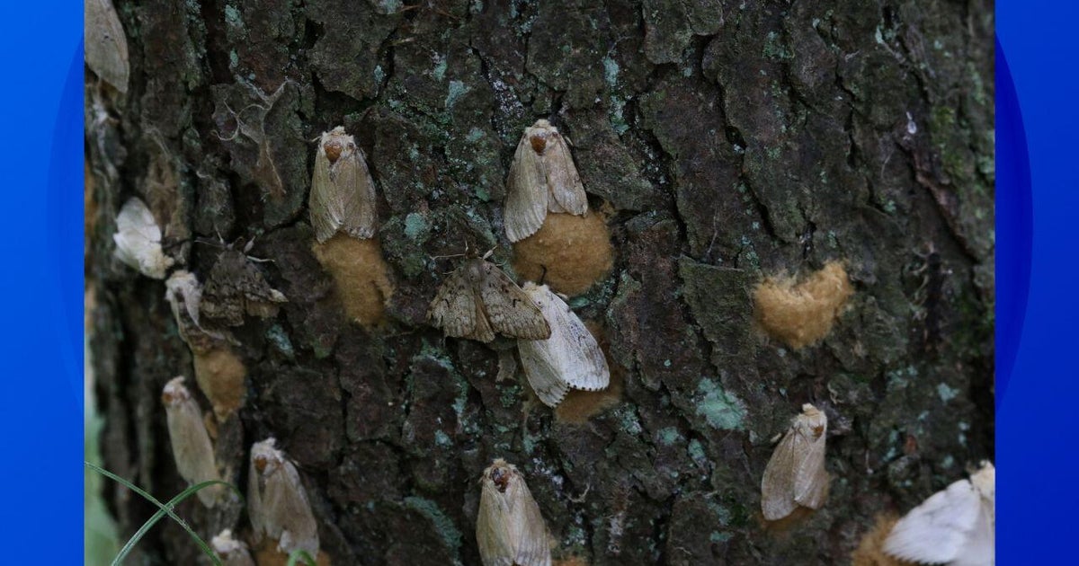 Southeast Michigan residents asked to be on the lookout for signs of ...