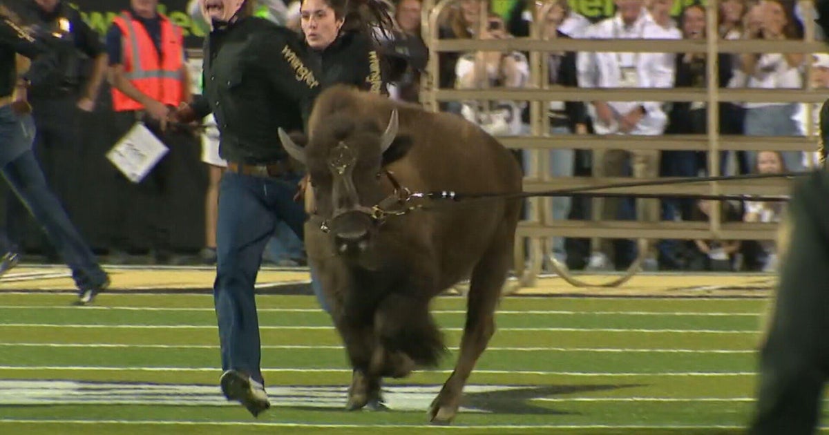 Former owners say newest University of Colorado mascot perfect "Ralphie ...