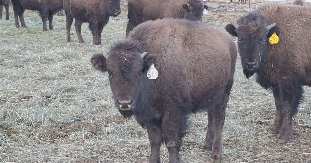 CU Boulder's newest Ralphie buffalo has deep Colorado roots - CBS Colorado