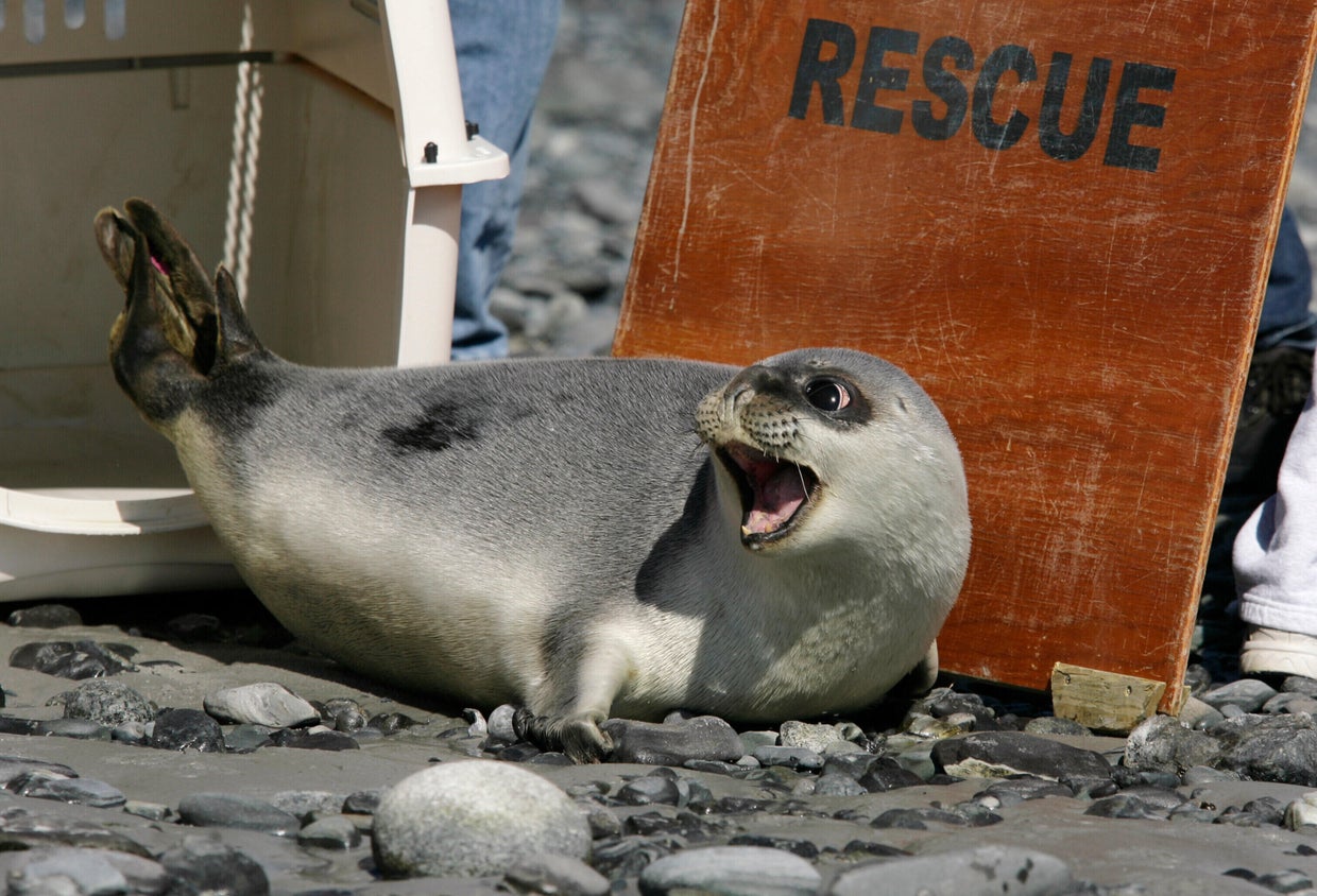 New list of threatened species includes arctic seals, majority of bird ...