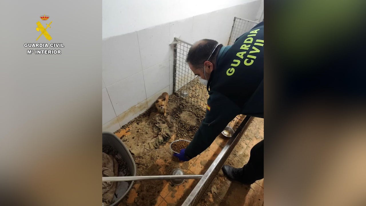 Animal Cruelty news - Today’s latest updates - CBS News