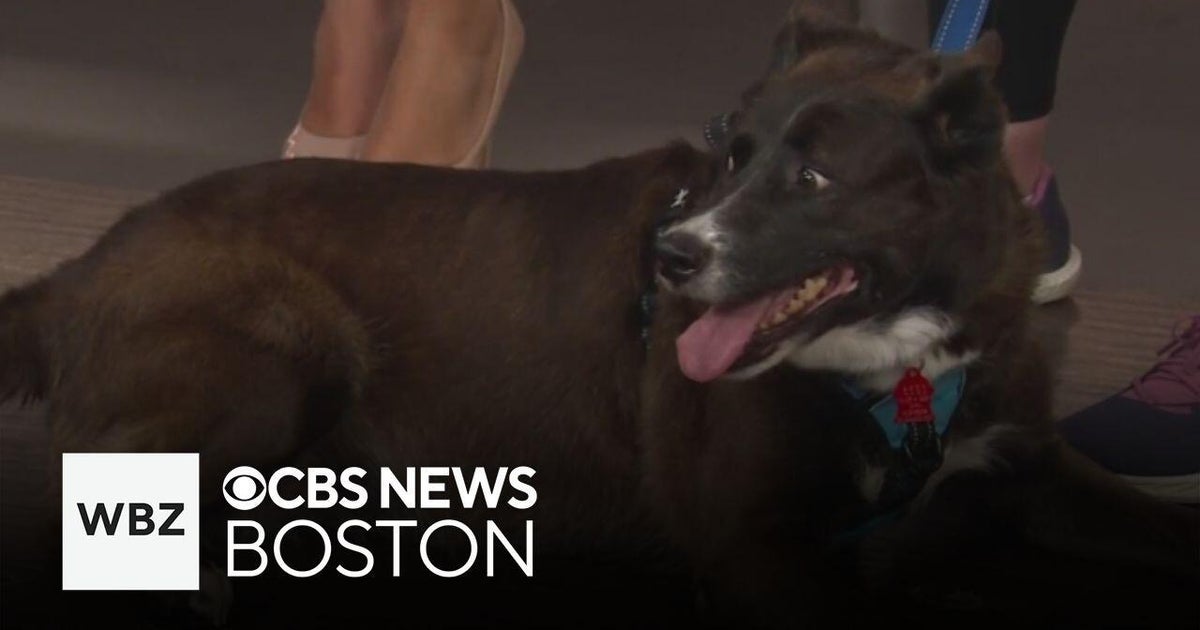 Cha Cha, dog who loves to swim," among adoptable Massachusetts pets ...