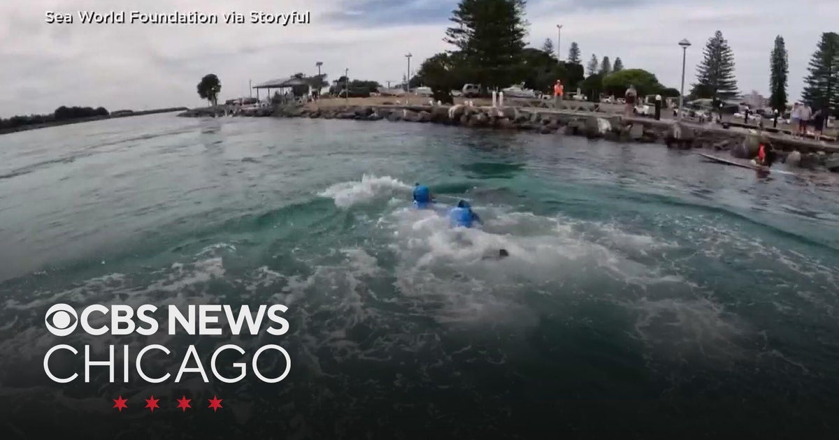 Sea World Foundation rescues dolphin from fishing line in Australia - CBS Chicago