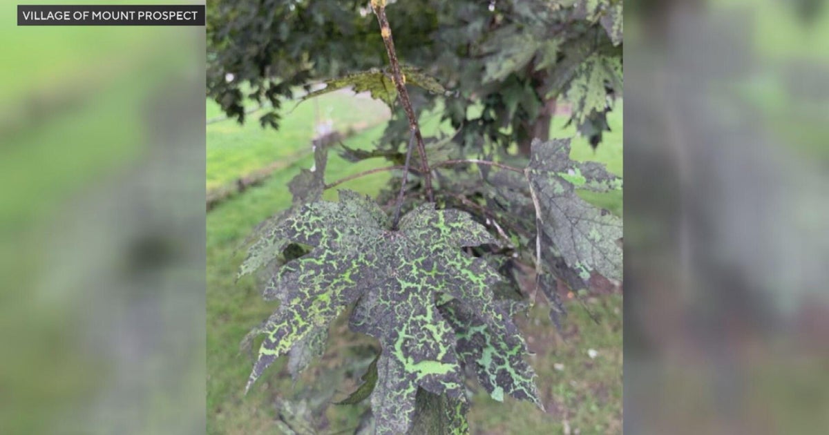 Mysterious Mount Prospect soot is actually from an insect called ...