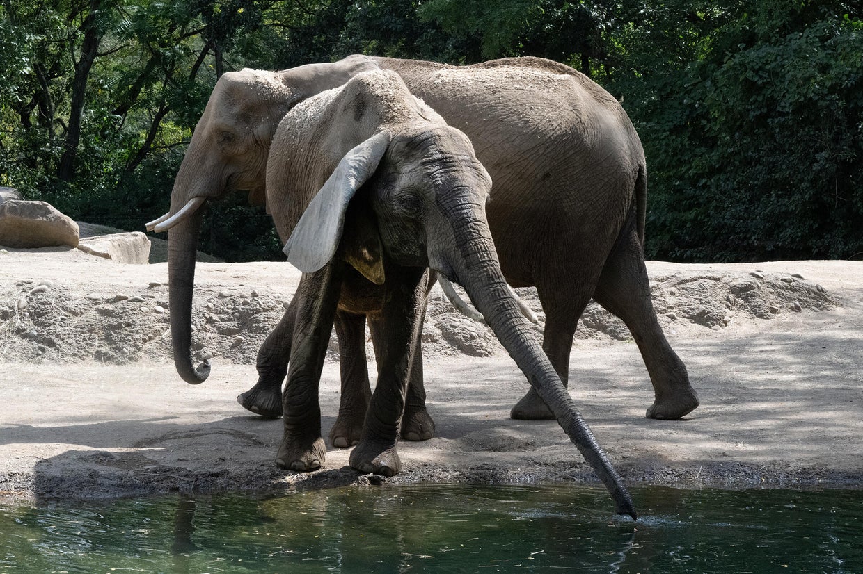 Pittsburgh Zoo moving 2 elephants to conservation center with hope of ...