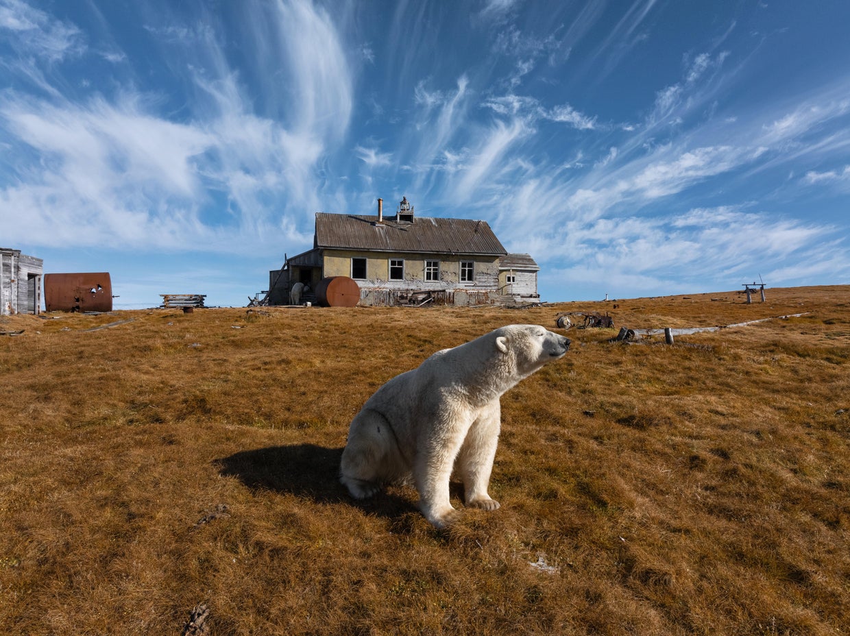 Photos show polar bears making themselves at home at abandoned Russian ...
