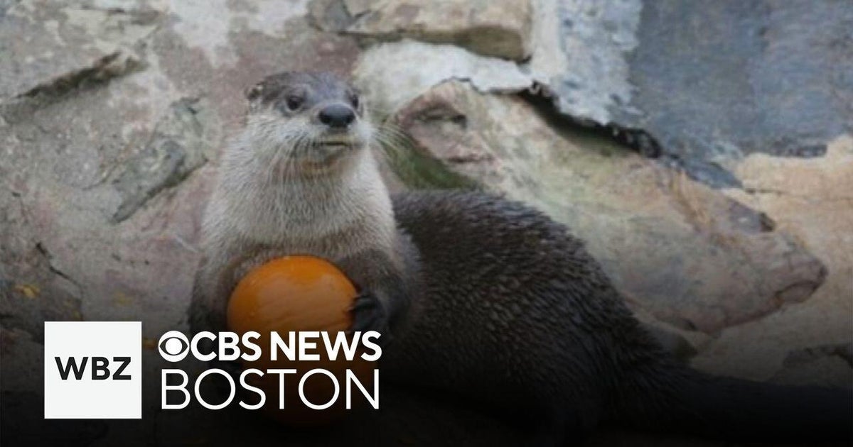 Weekend To Do List: Boston cider festival, or celebrate Halloween with ...