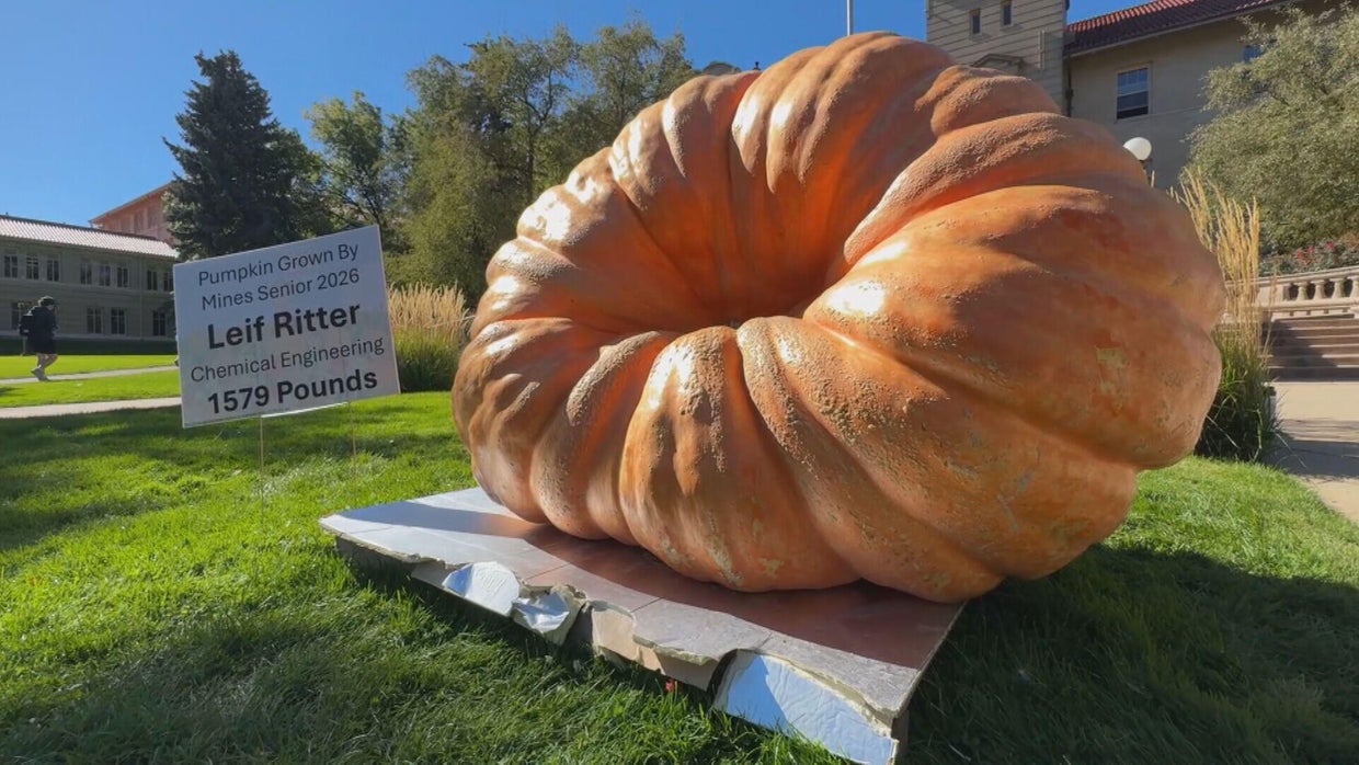 Colorado School of Mines shows off 1,579 pound pumpkin grown by student ...