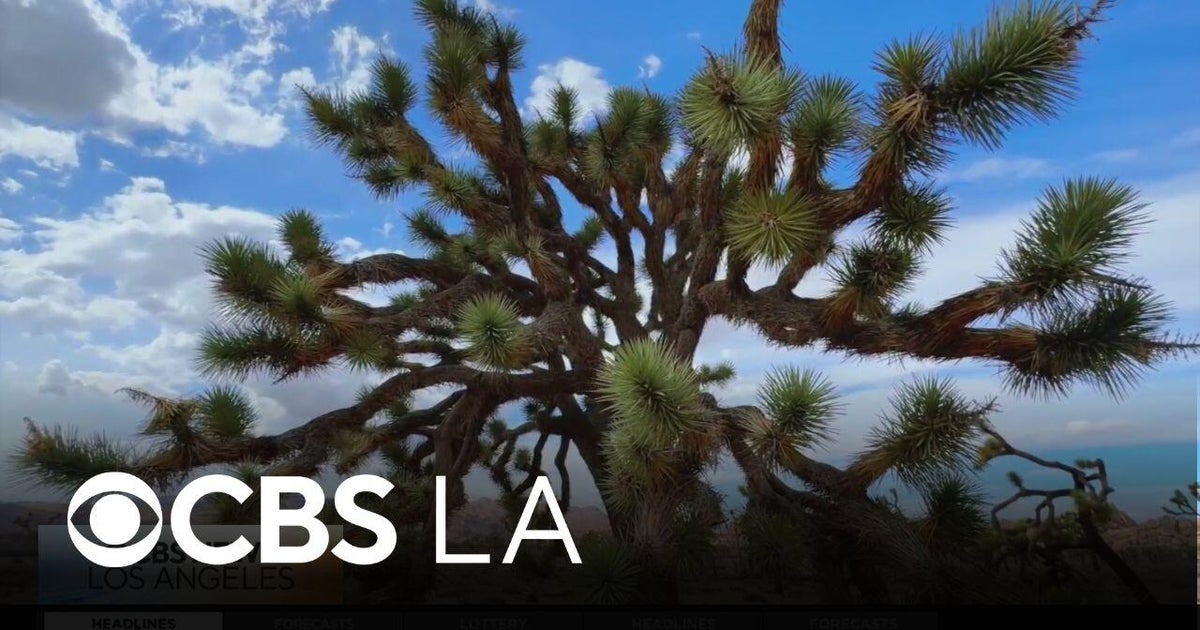 Desert escape at Joshua Tree | Let's Go Places - CBS Los Angeles