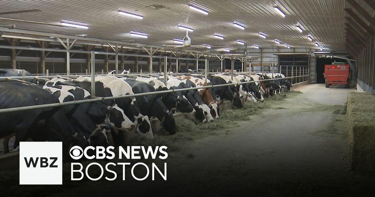 Lasers and robots do all the cow milking at this Massachusetts dairy ...