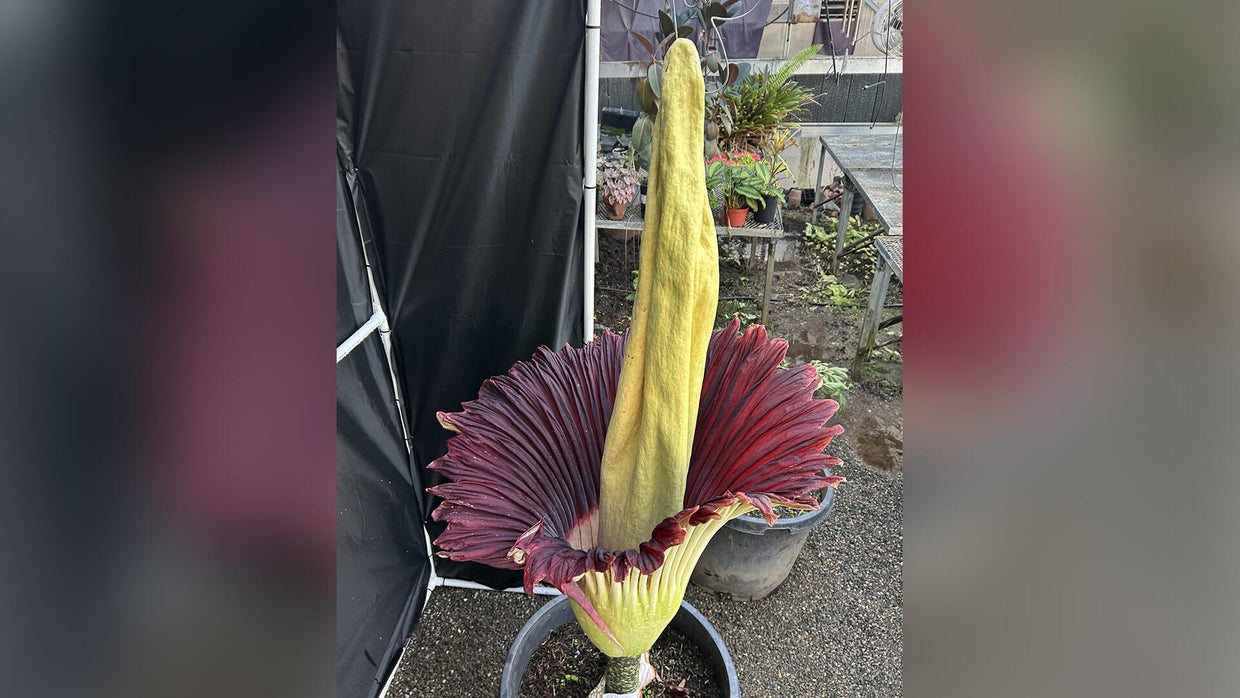 Roseville High's rare corpse flower blooms just in time for Halloween ...