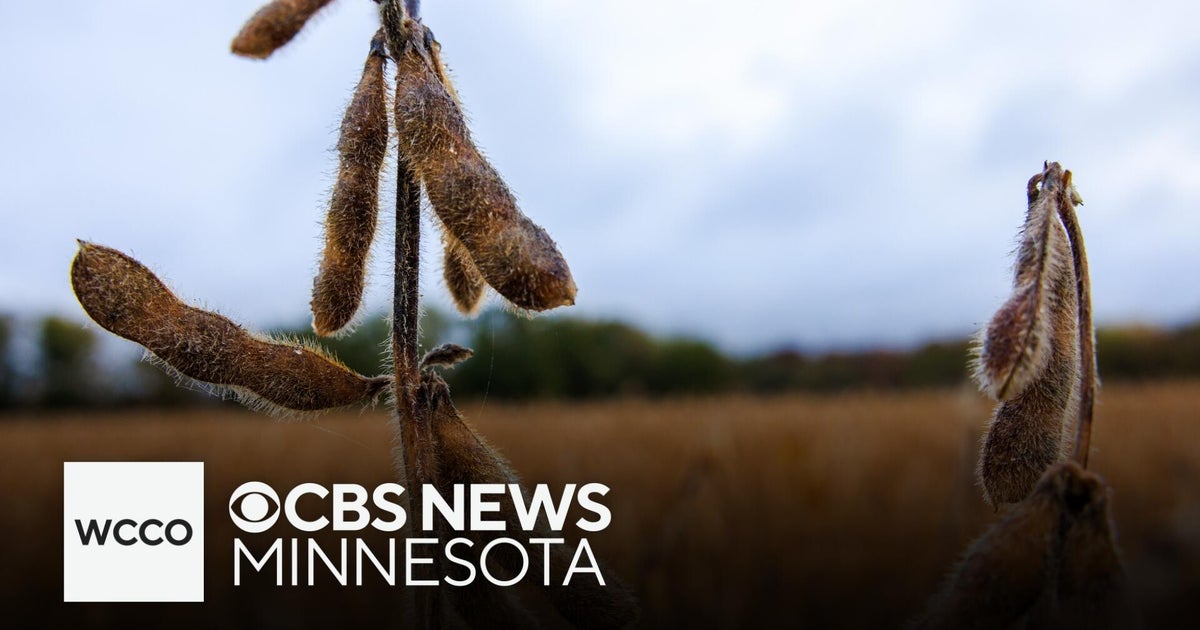 Minnesota farmers celebrate announced soybean deal with China - CBS ...