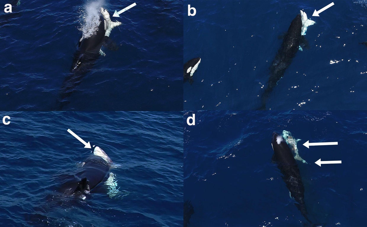Videos show killer whales flipping great white sharks and eating their ...