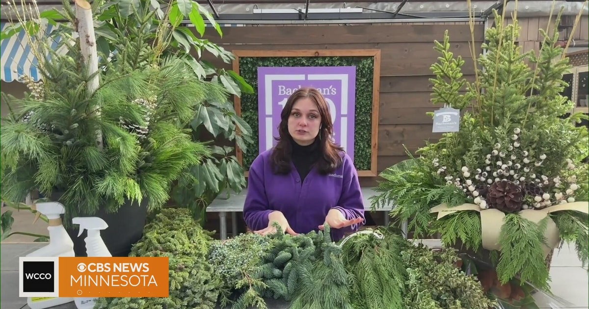 Srrival of spruce tops signals the start of the holiday season - CBS ...