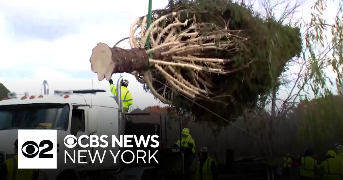 Rockefeller Center's 2025 Christmas tree cut down upstate - CBS New York
