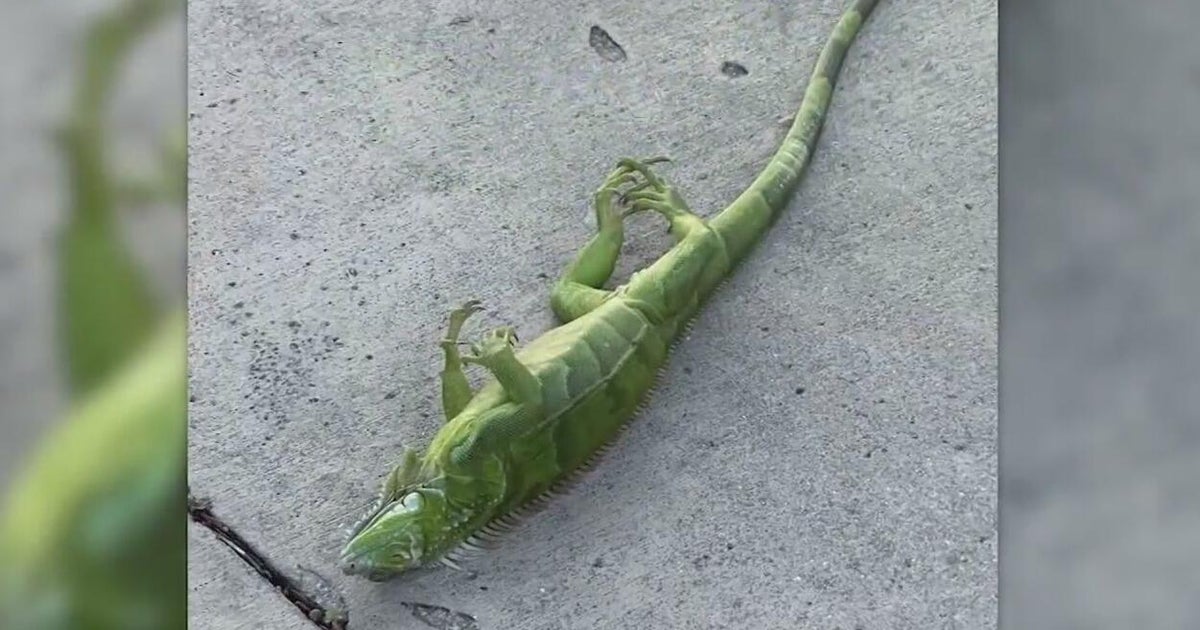 Iguanas fall from tress in Florida due to cold snap - CBS Texas