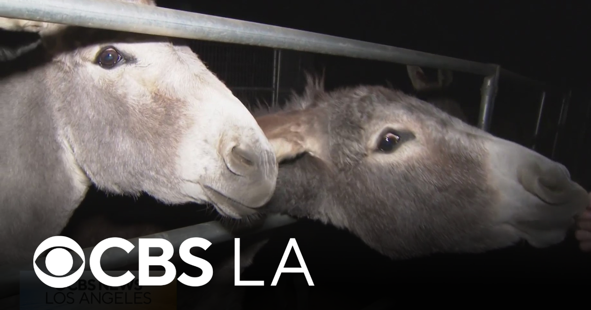 Inland Empire wild donkey habitat at risk from housing developments and ...