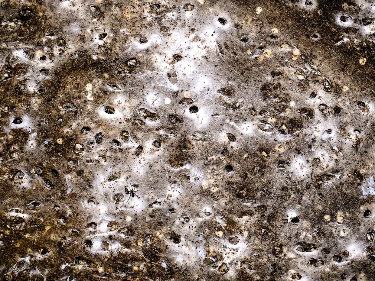 World's largest-known spider's web reveals different species "having a ...