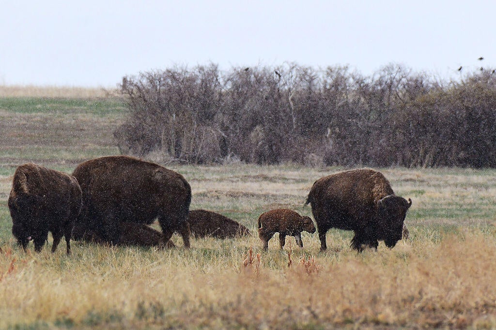 Colorado Parks and Wildlife moves to protect, encourage wild bison ...