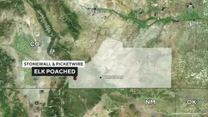 Colorado Parks and Wildlife doubles reward for information about elk ...