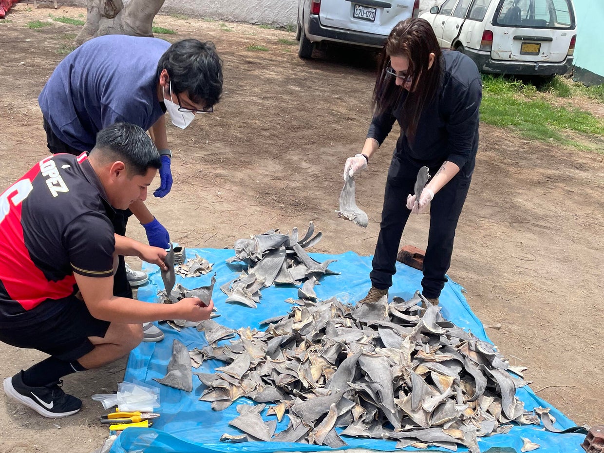 10,000 shark fins worth over $11M seized in major wildlife trafficking ...