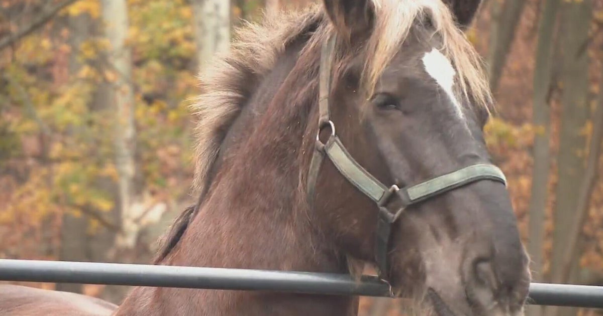 Beloved Pittsburgh police horse retires - CBS Pittsburgh