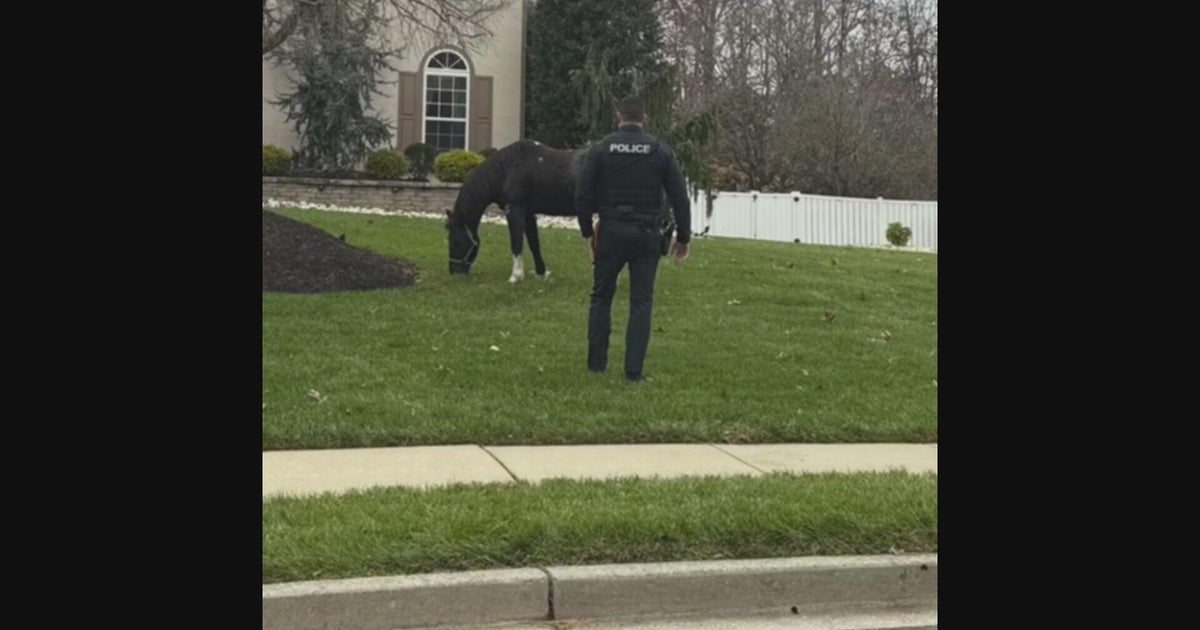 Horse leads police in Monroe Township, New Jersey on wild chase through ...