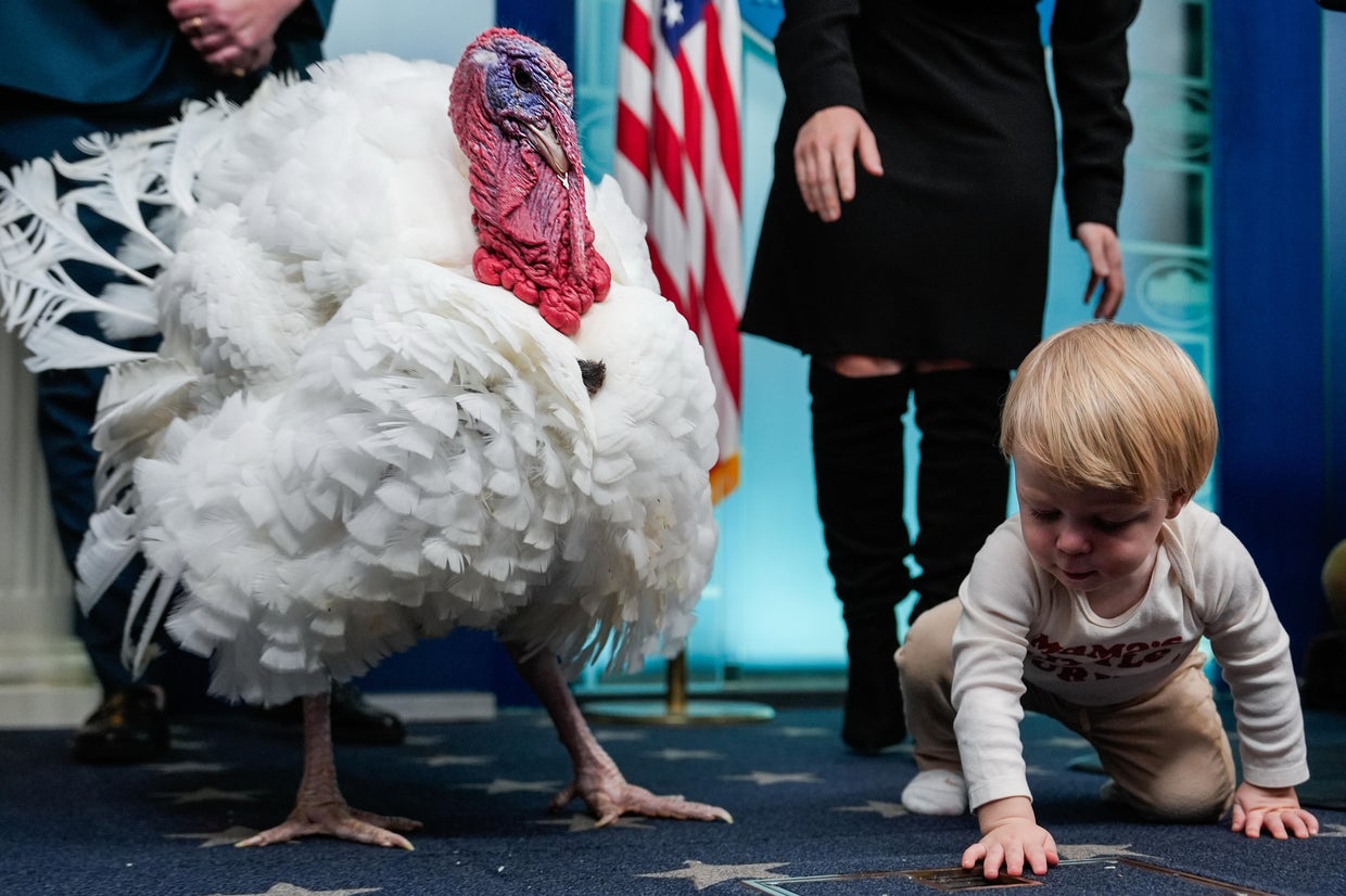 Trump pardons turkeys Gobble and Waddle in annual tradition. See the ...
