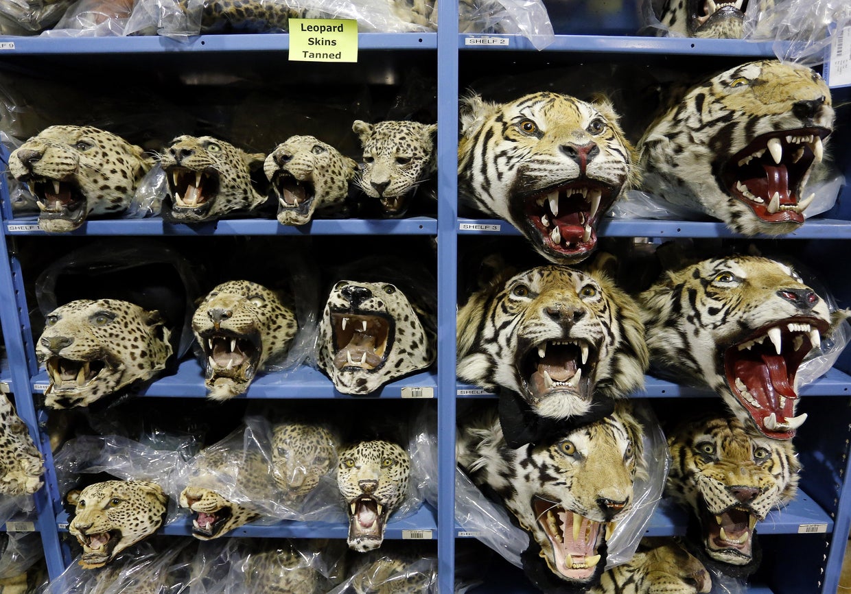 9 tigers seized every month as global trafficking crisis decimates big ...