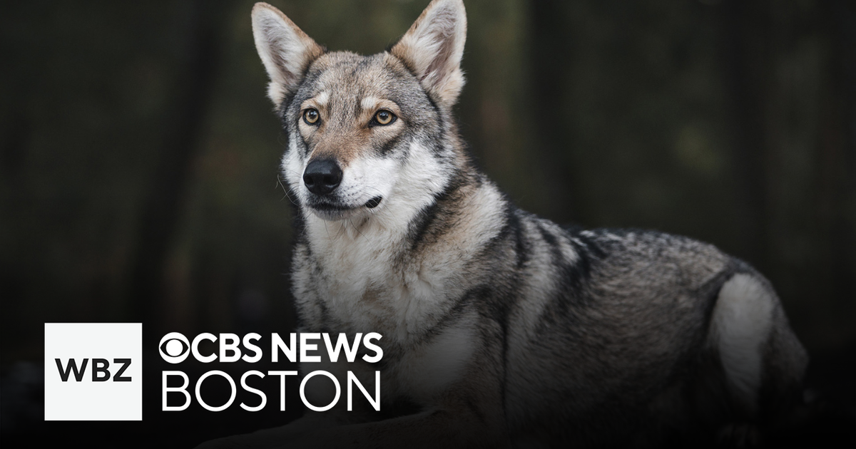 Study finds most dog breeds have detectable wolf ancestry - CBS Boston