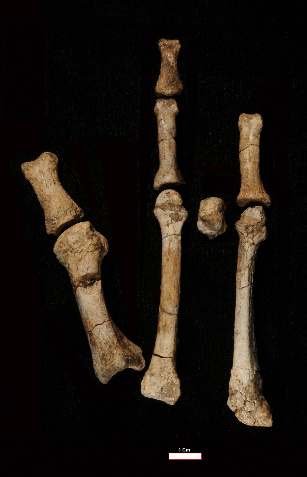 Mystery owner of 3-million-year-old foot found in Africa identified ...