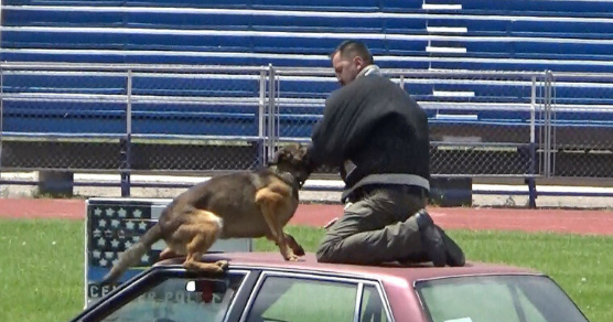 Twin Colorado K9 cops resign, theft charges apparently dropped - CBS ...